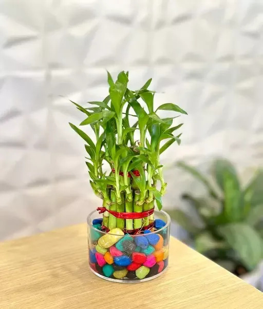 Lucky Bamboo - 91Astrology